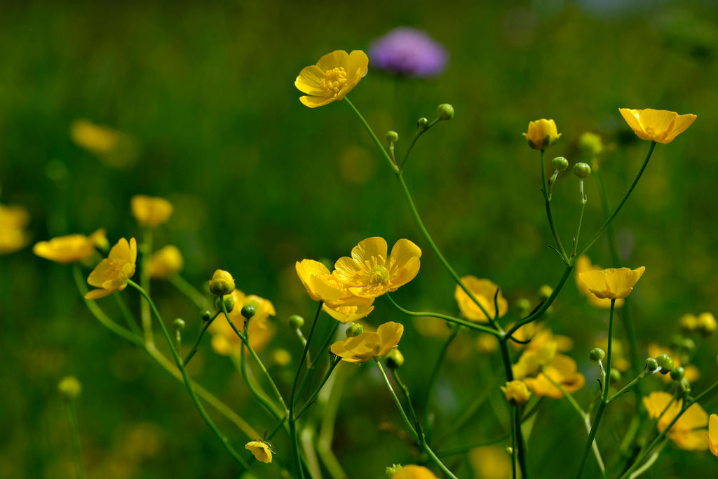 Buttercup Flowers: A Botanical History – SPE Atelier